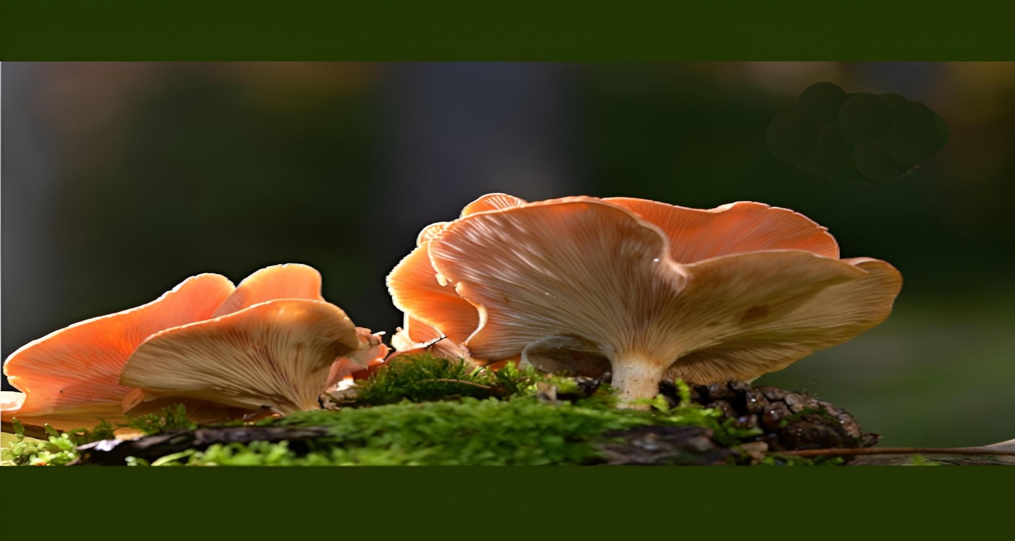 THE NATURAL IMPORTANCE OF FUNGi - What can humans learn from fungi? - EPEKA